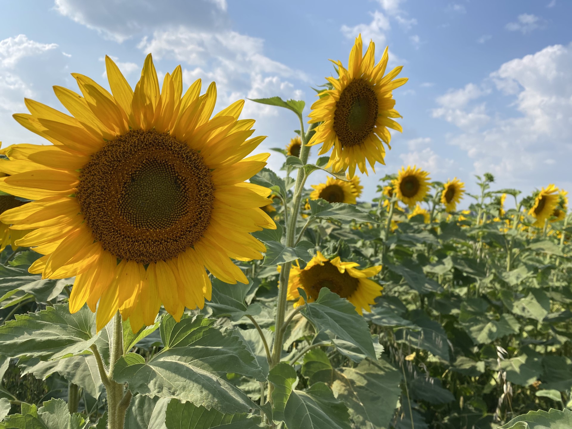 "A frost would go a long way, to be honest, to dry out our crops." - DiscoverWestman.com - Local ...